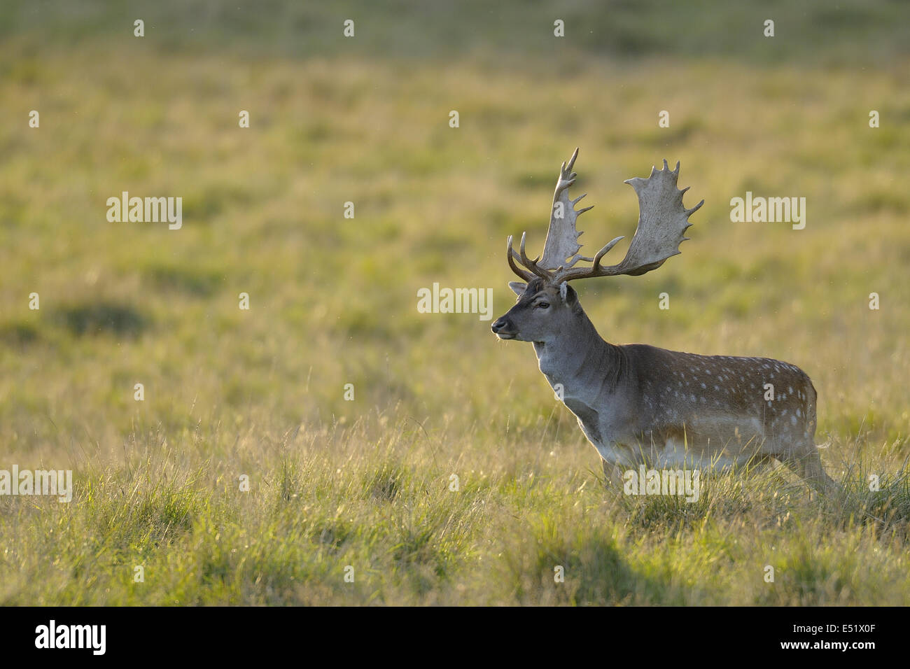 Denmark wildlife hi-res stock photography and images - Alamy