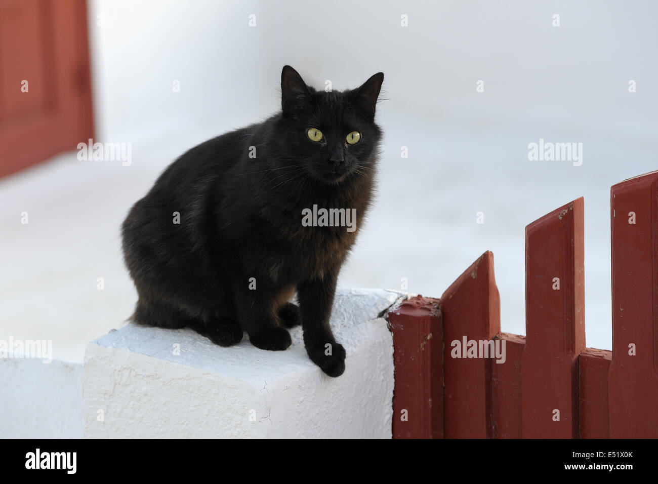Cat, Oia, Santorini, Greece Stock Photo - Alamy