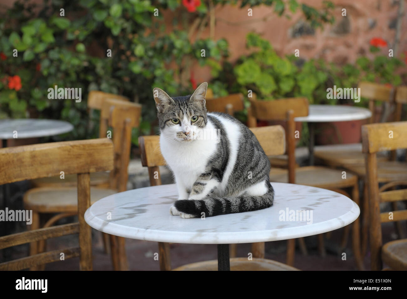 Oia cat hi-res stock photography and images - Alamy
