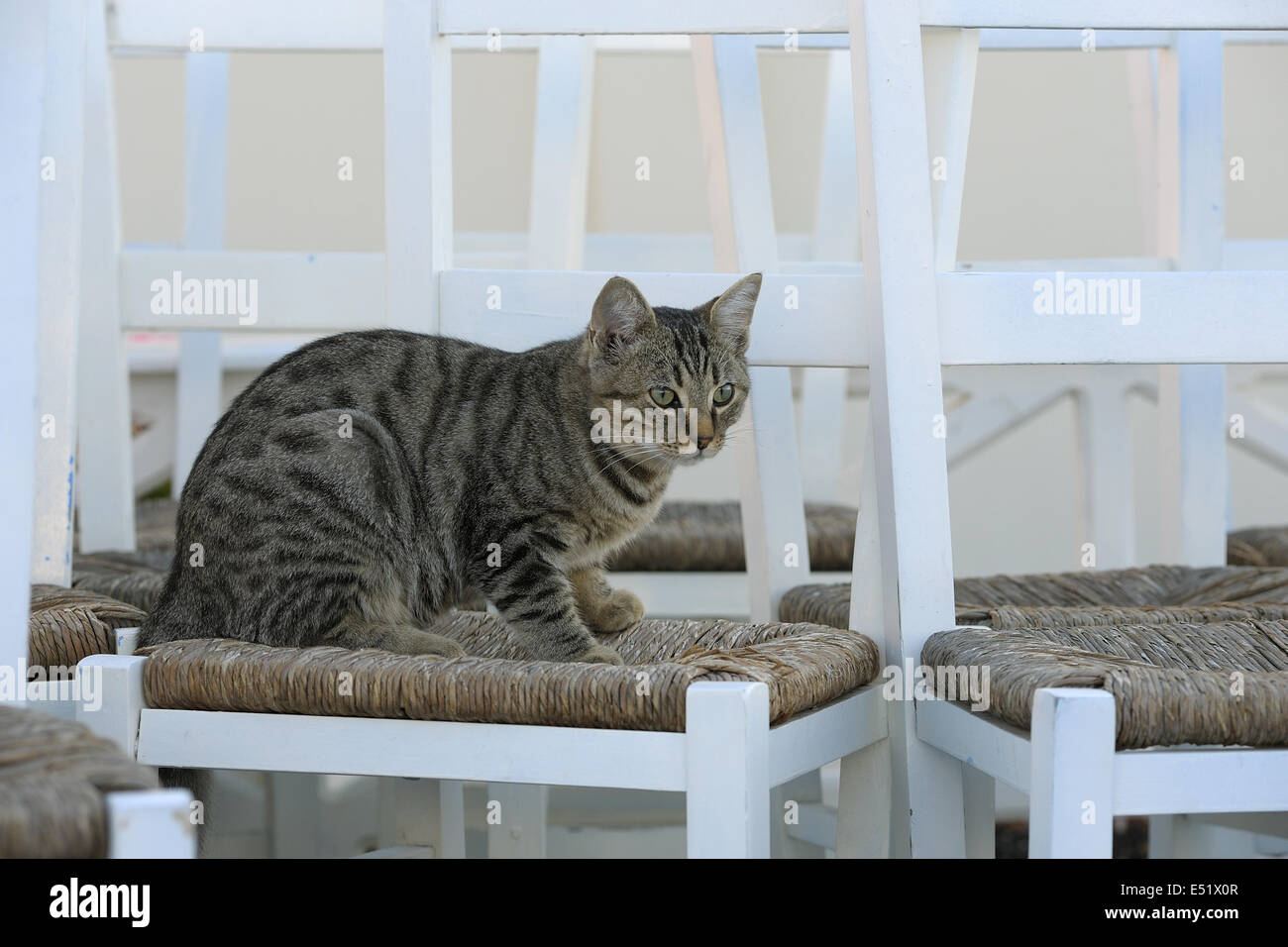 Cat, Oia, Santorini Stock Photo - Alamy