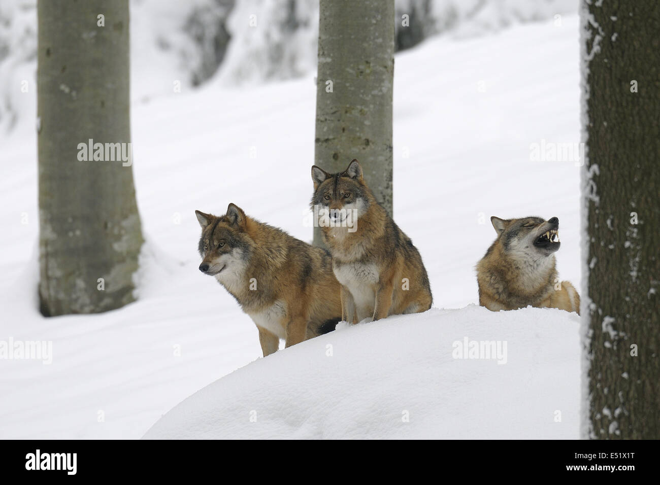 European Wolves, Canis lupus Stock Photo - Alamy