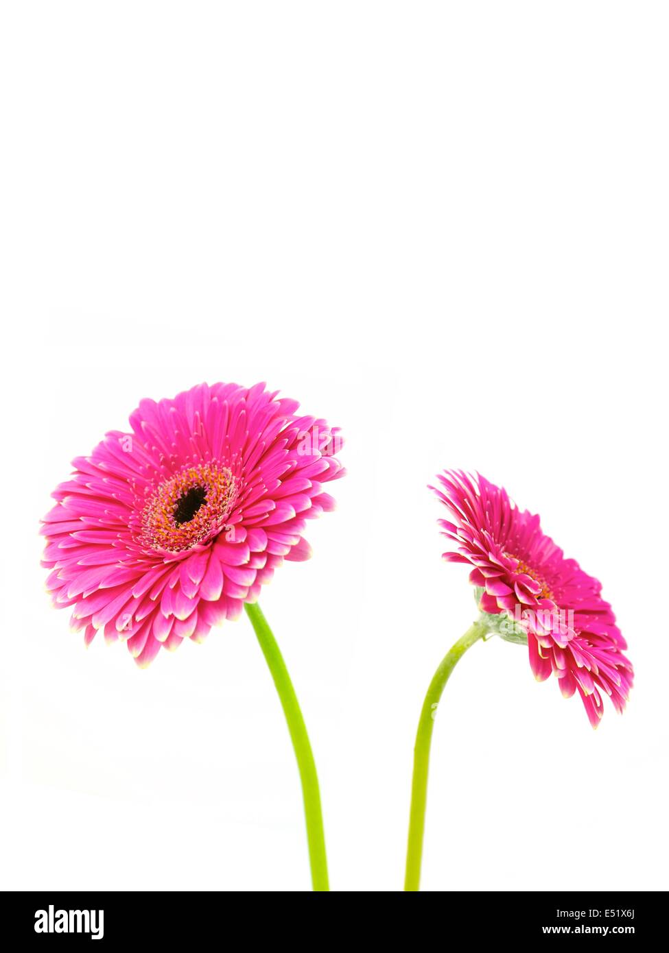 African gerbera hi-res stock photography and images - Alamy