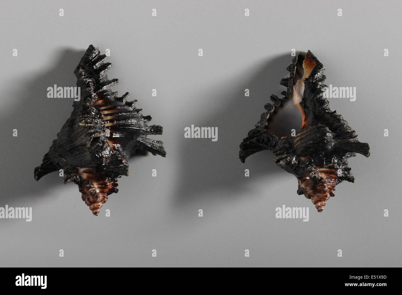 Indian Black Murex ( Rock Shell Stock Photo - Alamy