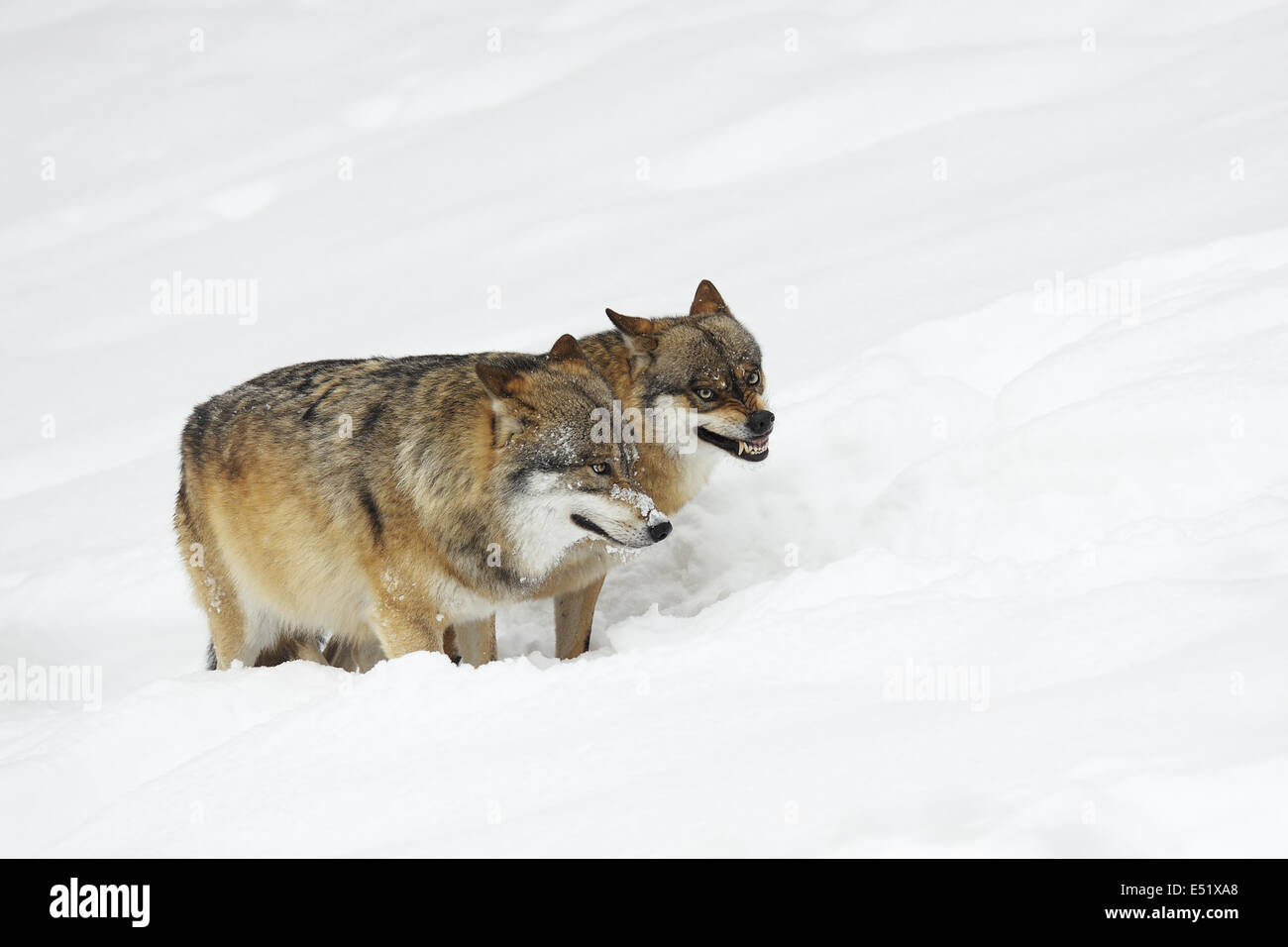 Wolves europe hi-res stock photography and images - Alamy