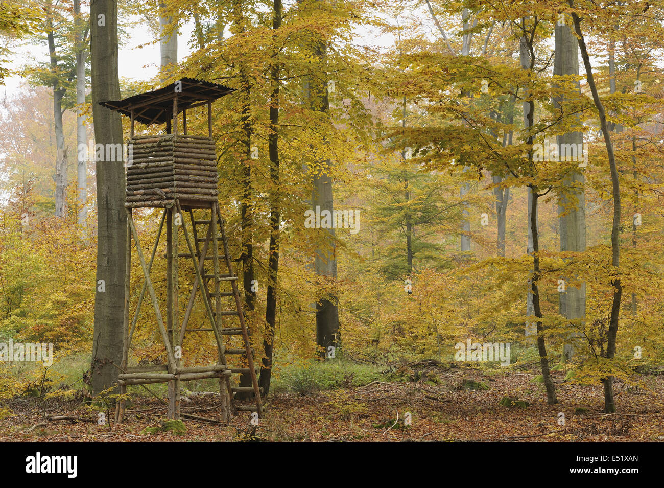 Hunting hide, Germany Stock Photo - Alamy