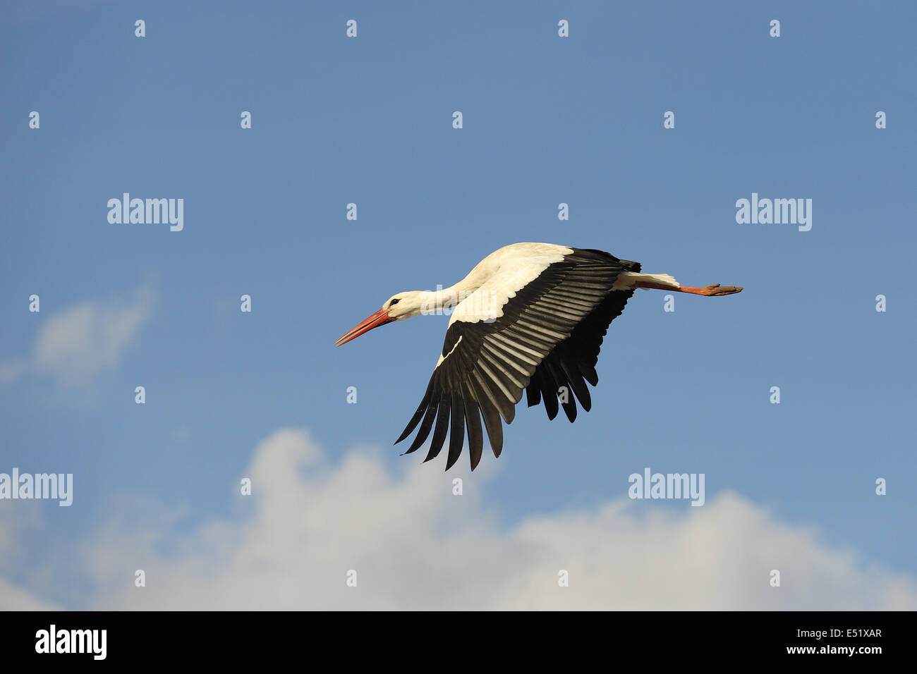White stork, Germany Stock Photo - Alamy