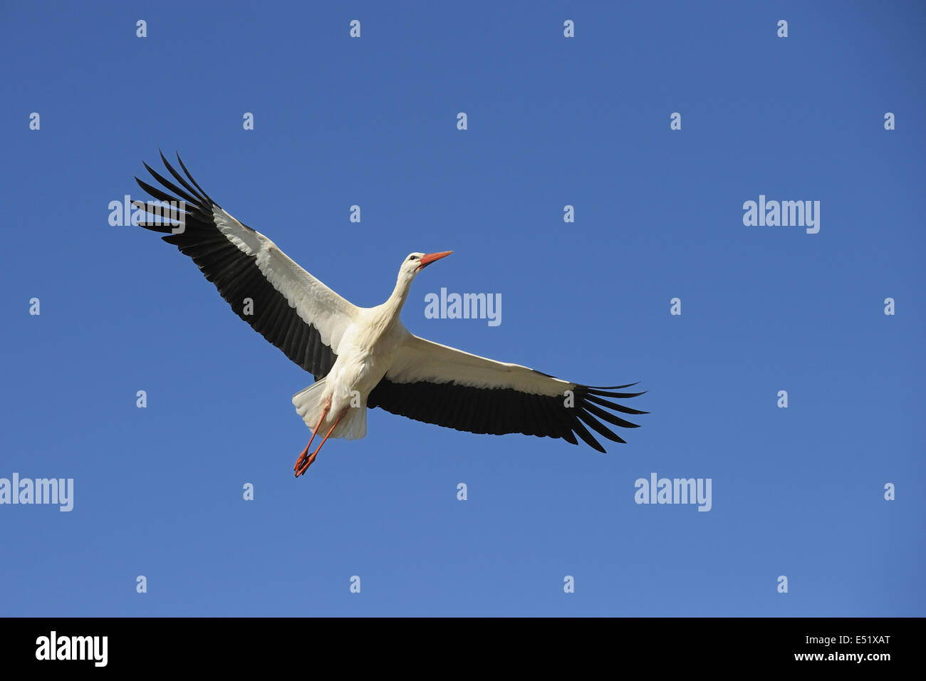 White stork, Germany Stock Photo - Alamy