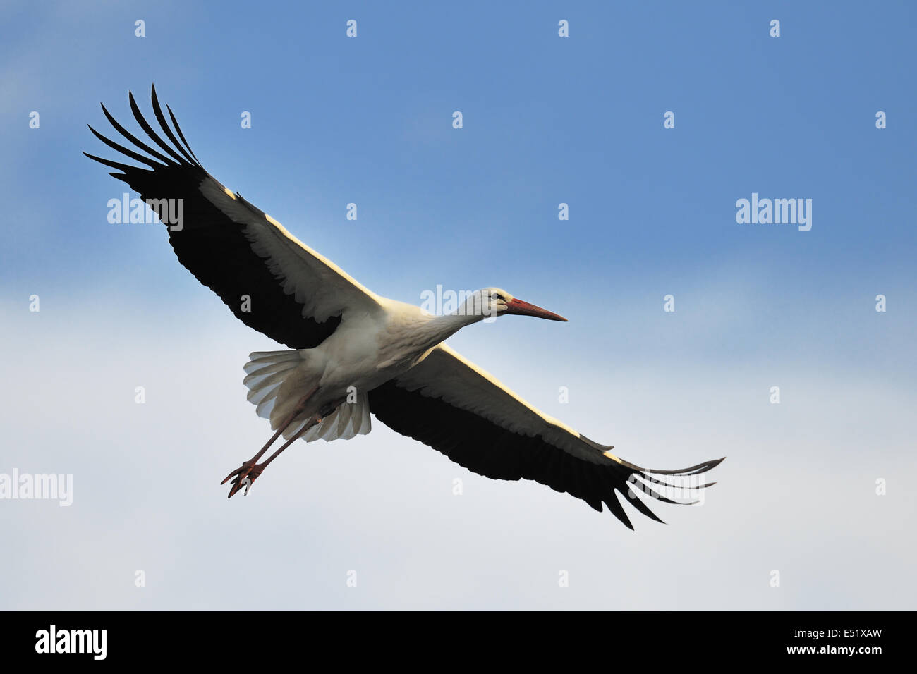 White stork, Germany Stock Photo - Alamy
