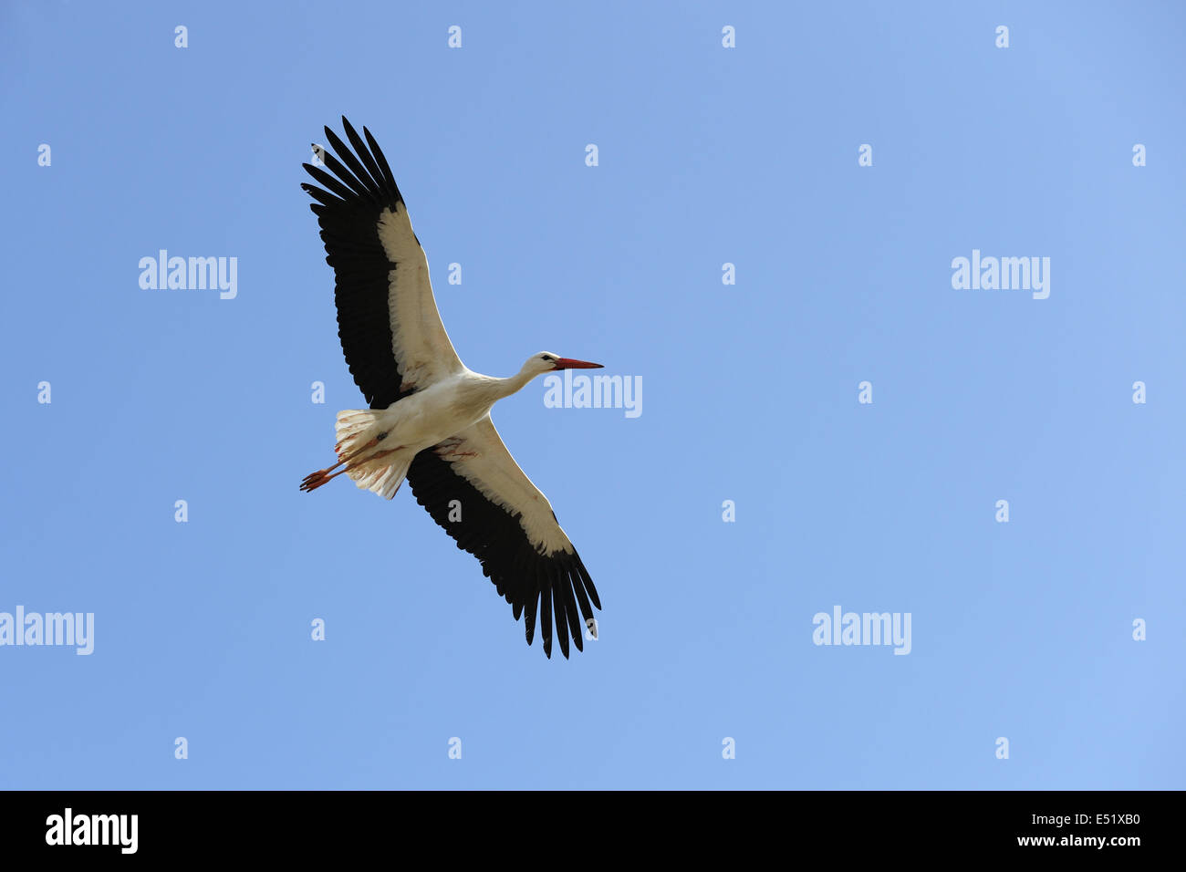 White stork, Germany Stock Photo - Alamy