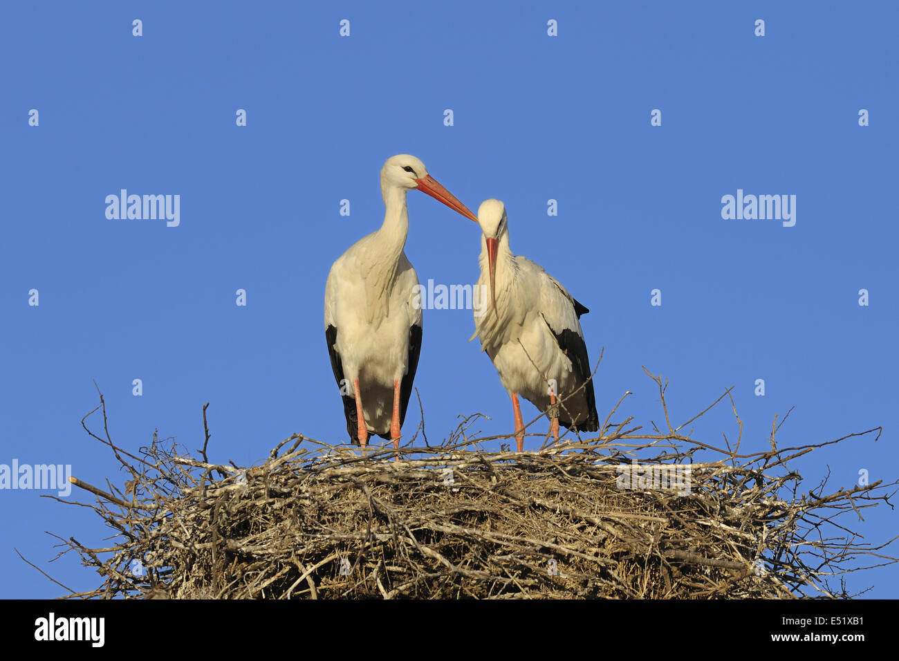 White storks on her nest, Germany Stock Photo - Alamy