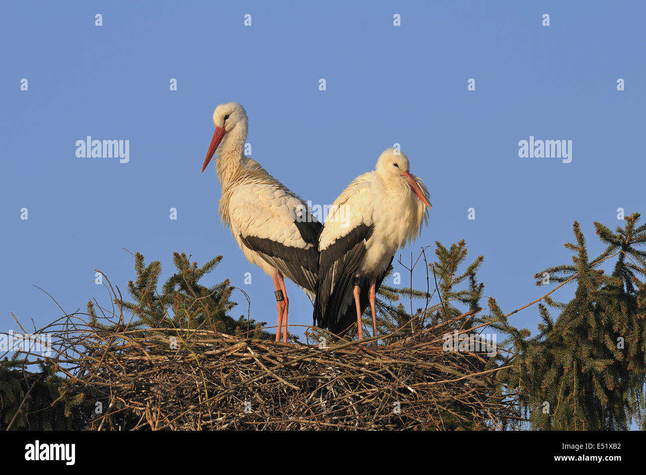 Störche nest hi-res stock photography and images - Alamy