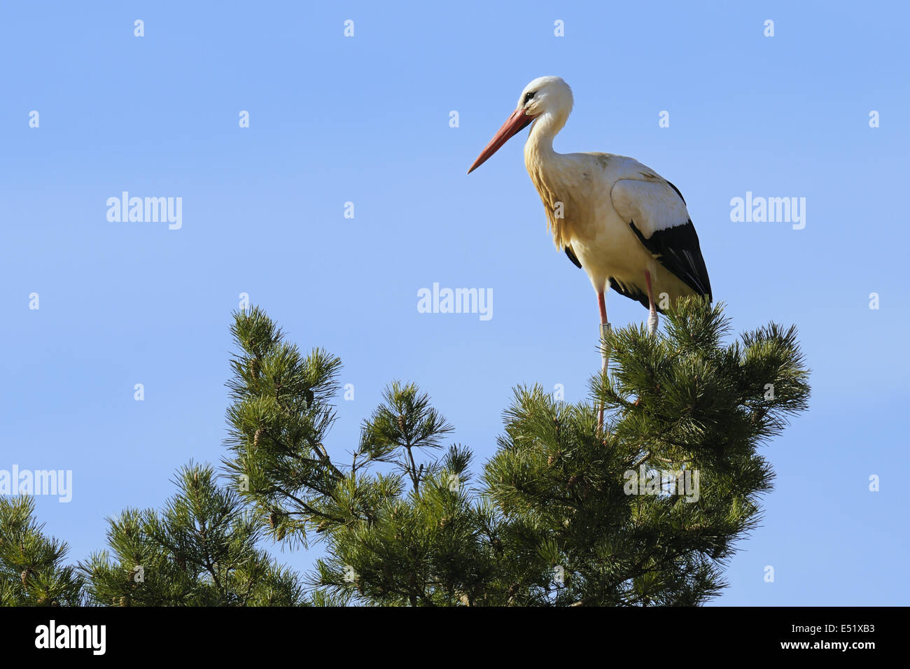 White stork, Germany Stock Photo - Alamy