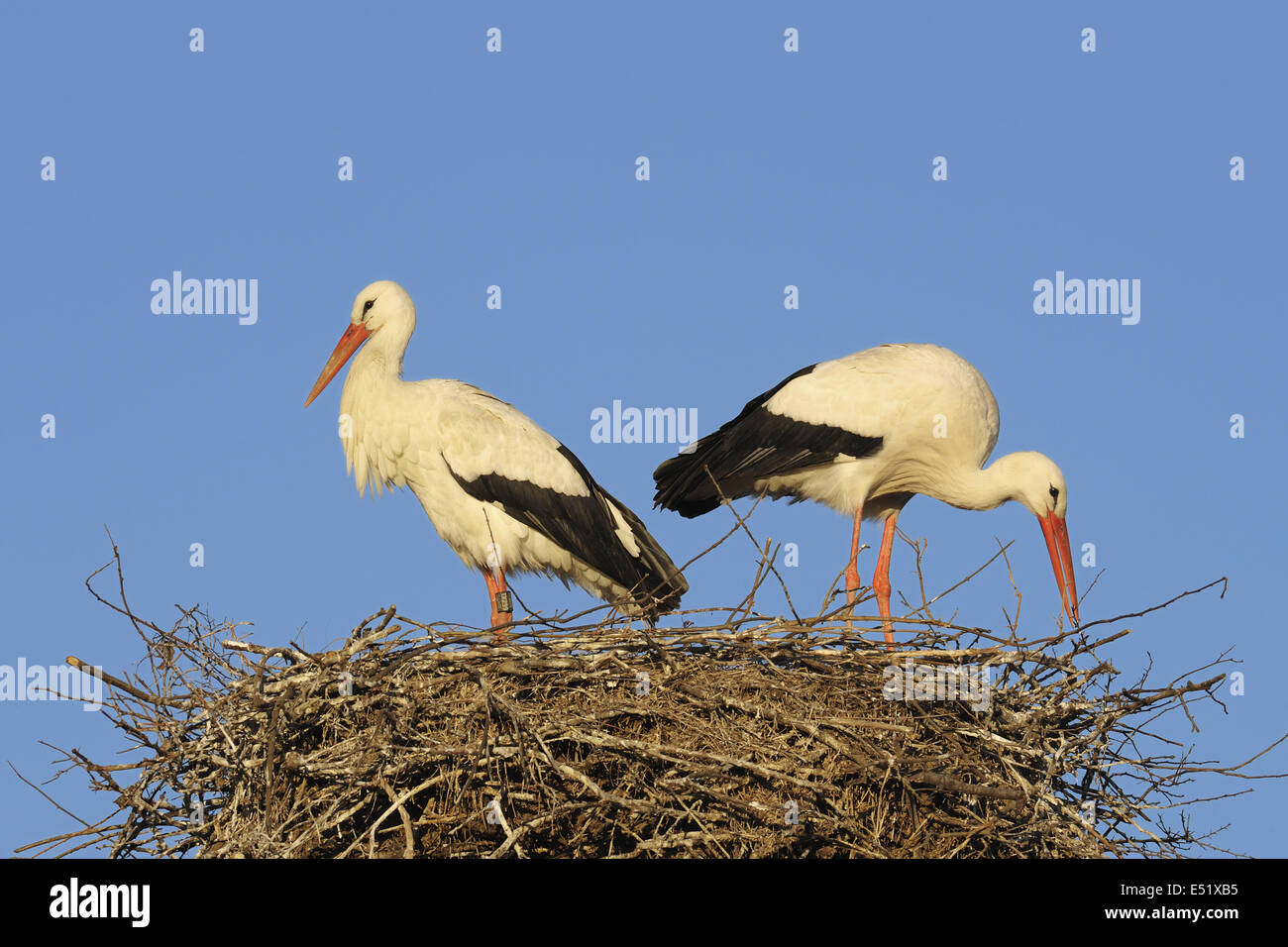 Storks on nest hi-res stock photography and images - Alamy