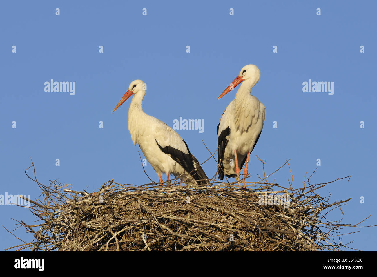 White storks on her nest, Germany Stock Photo - Alamy