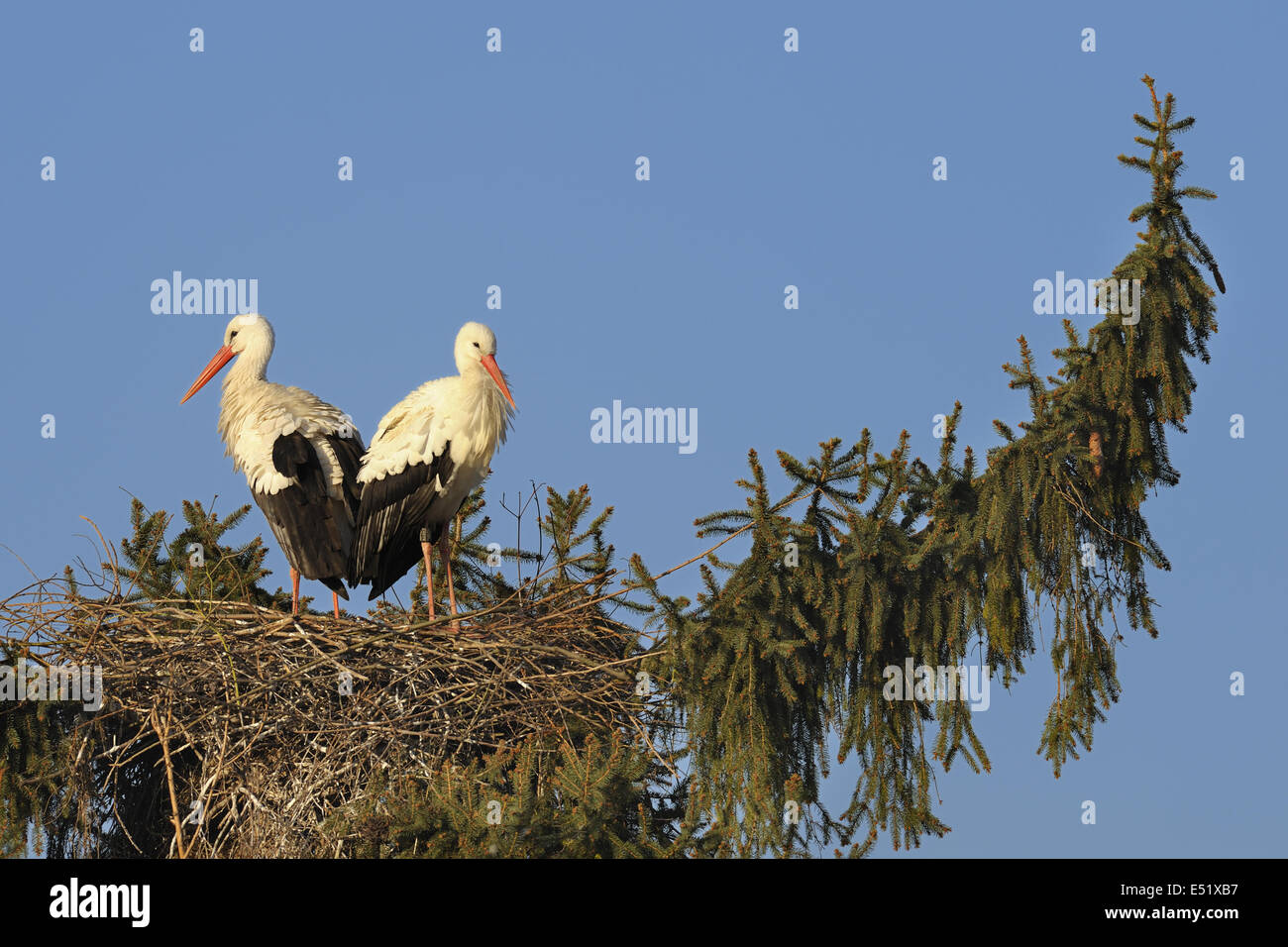 White storks on her nest, Germany Stock Photo - Alamy