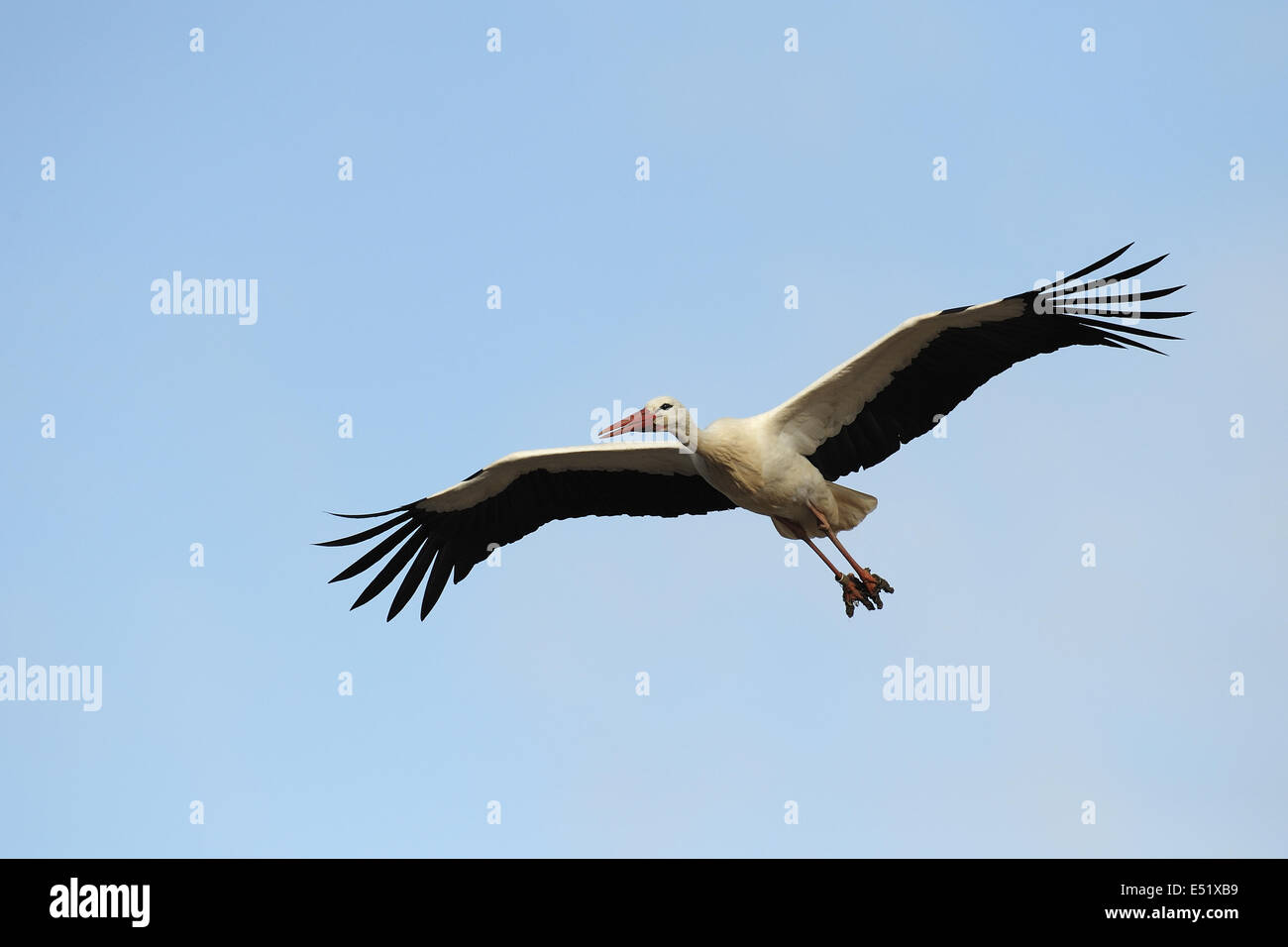 White stork, Germany Stock Photo - Alamy