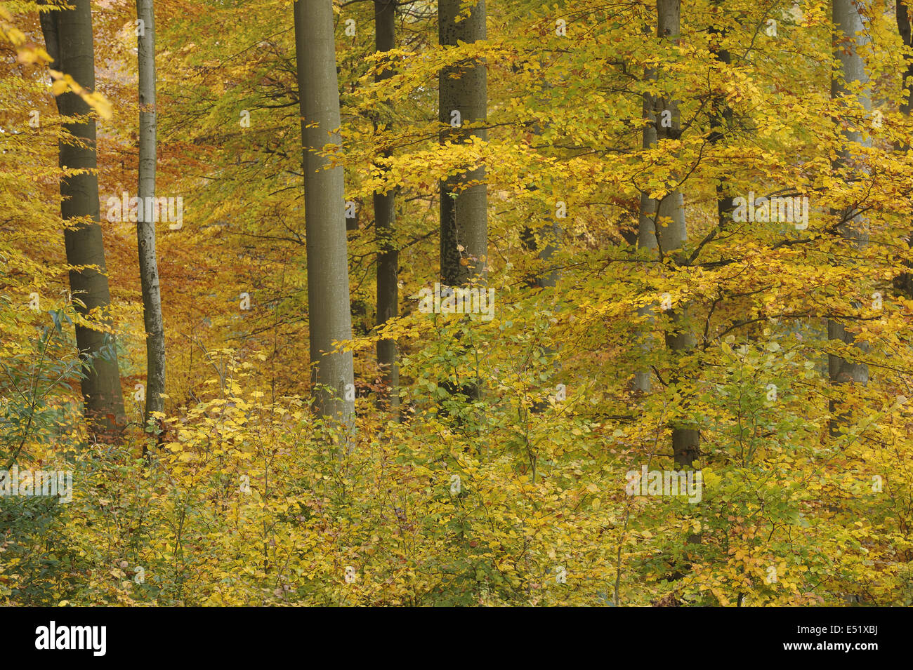Beech forest hi-res stock photography and images - Alamy