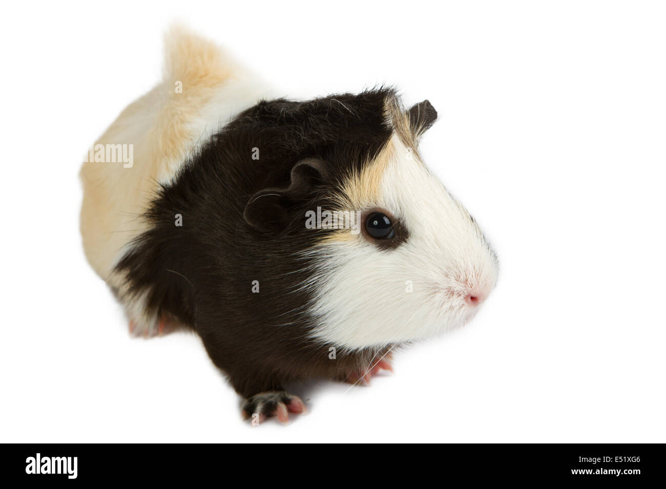 Guinea pig rodent hi-res stock photography and images - Alamy