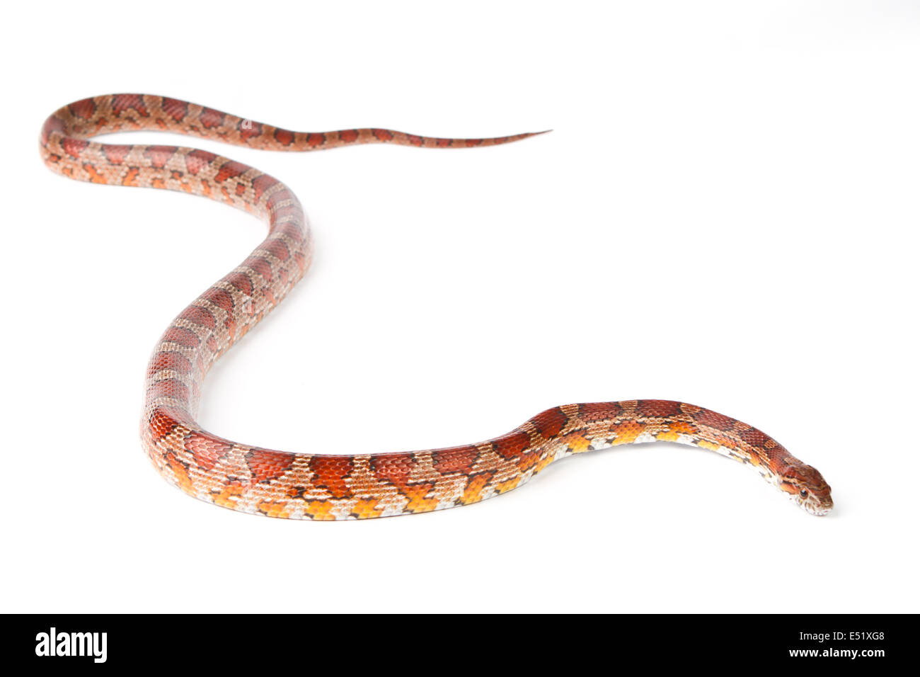 Black snake Cut Out Stock Images & Pictures - Alamy