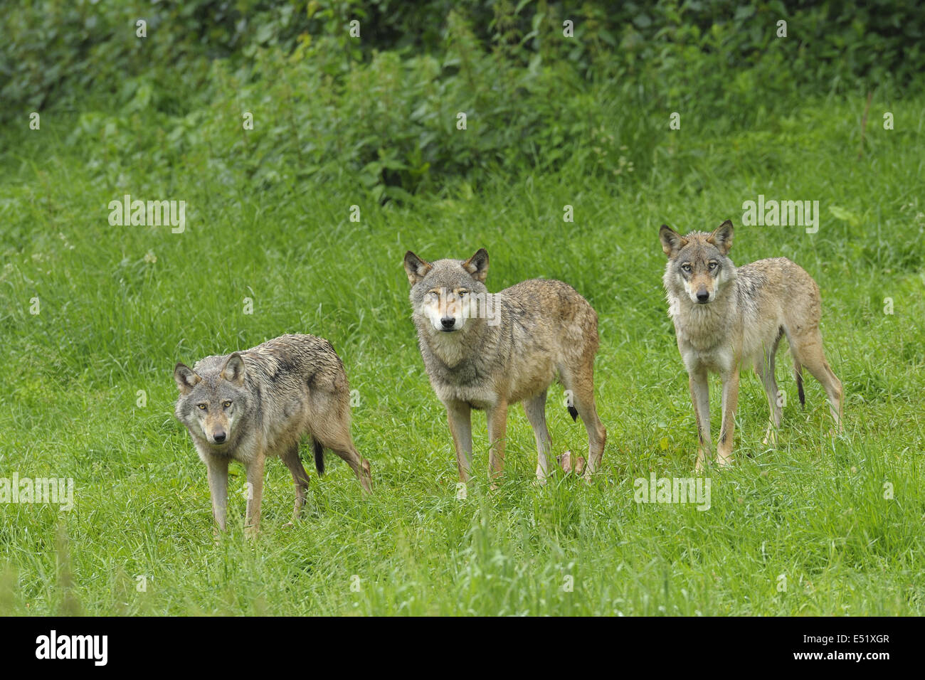 European Wolves, Canis lupus Stock Photo - Alamy