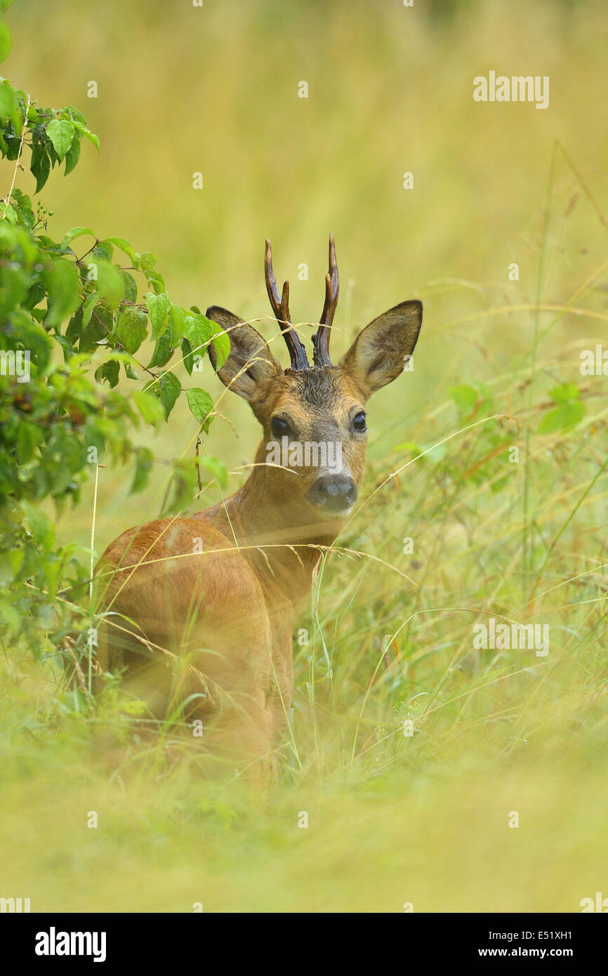 Roebuck hi-res stock photography and images - Alamy