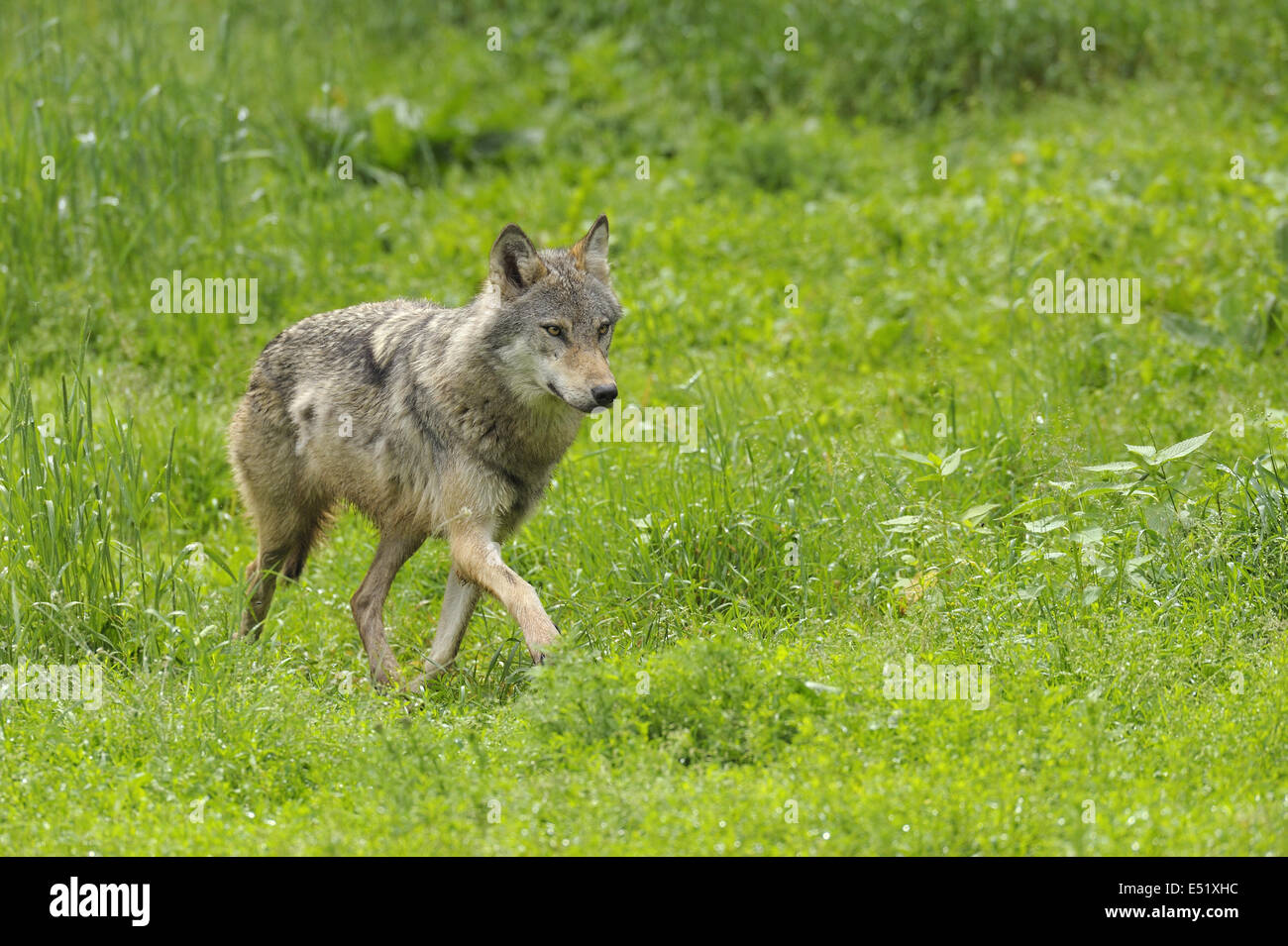 Europischer Wolf High Resolution Stock Photography and Images - Alamy