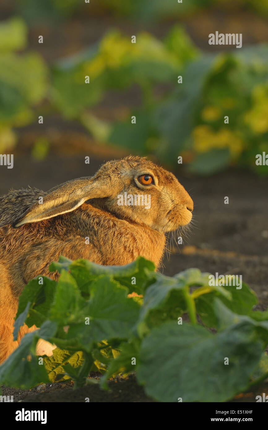 European brown hare, Germany Stock Photo - Alamy