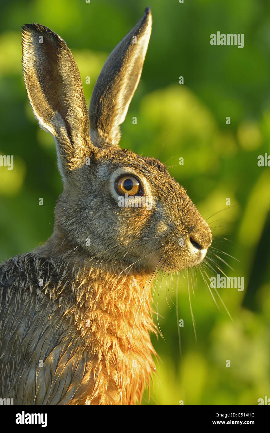 European brown hare, Germany Stock Photo - Alamy