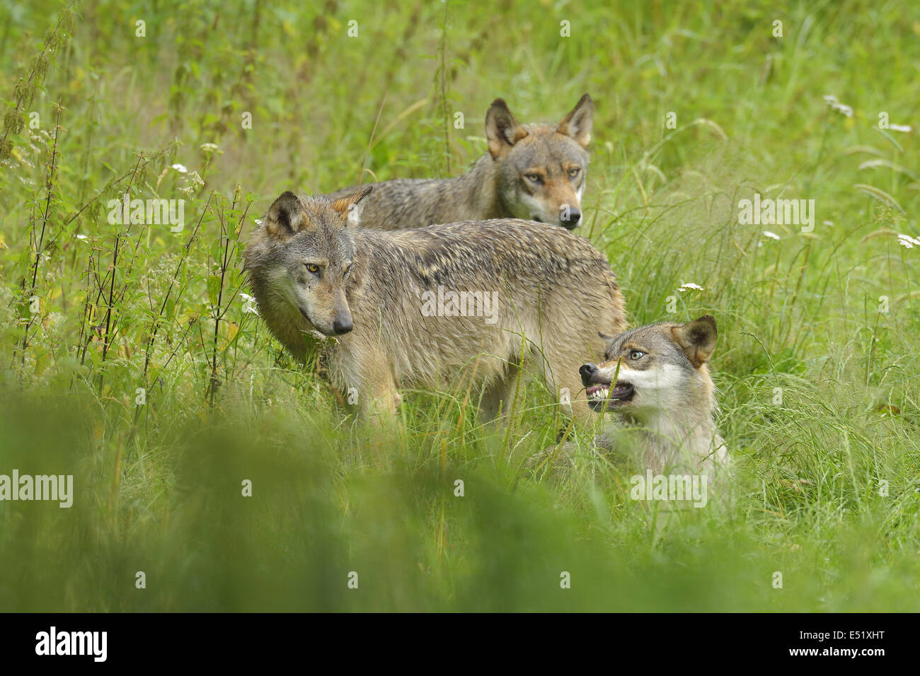 European Wolves, Canis lupus Stock Photo - Alamy