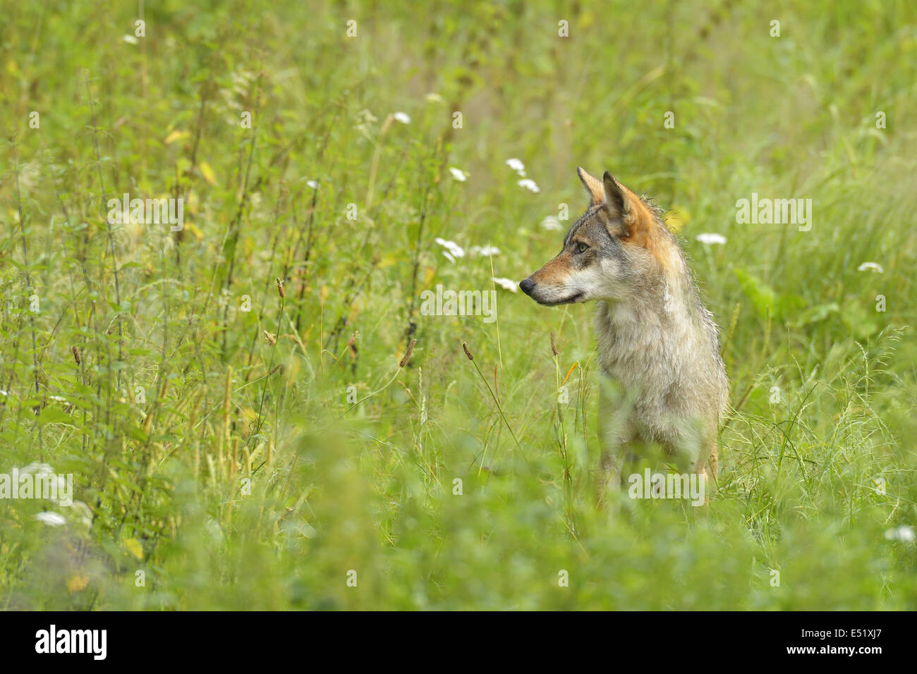 Wolf europa hi-res stock photography and images - Alamy