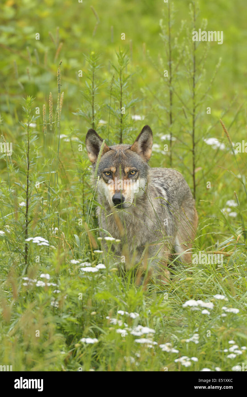 European Wolf, Canis lupus Stock Photo - Alamy