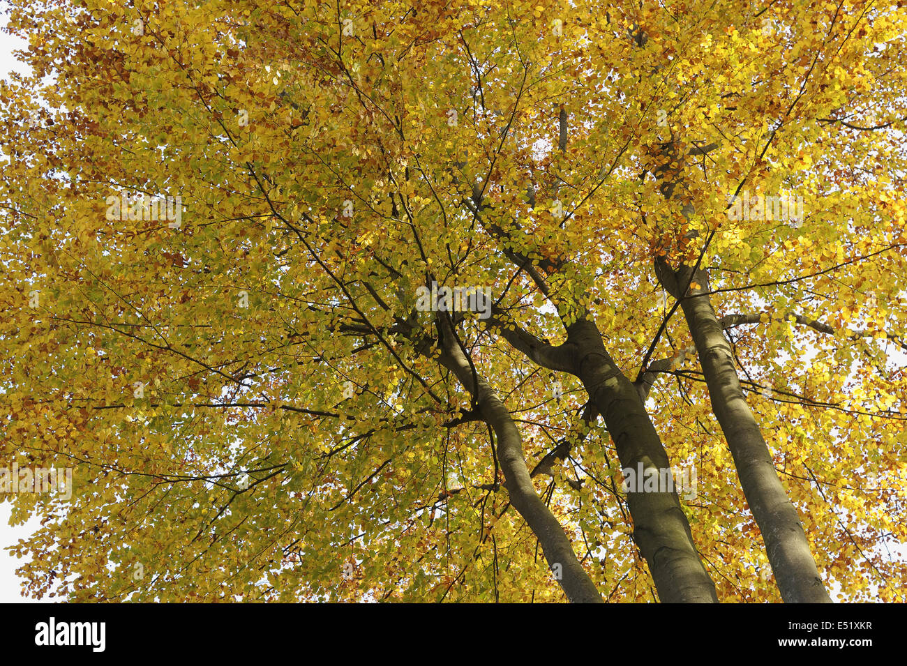 Autumn in beech forest fagus sylvatica hi-res stock photography and ...
