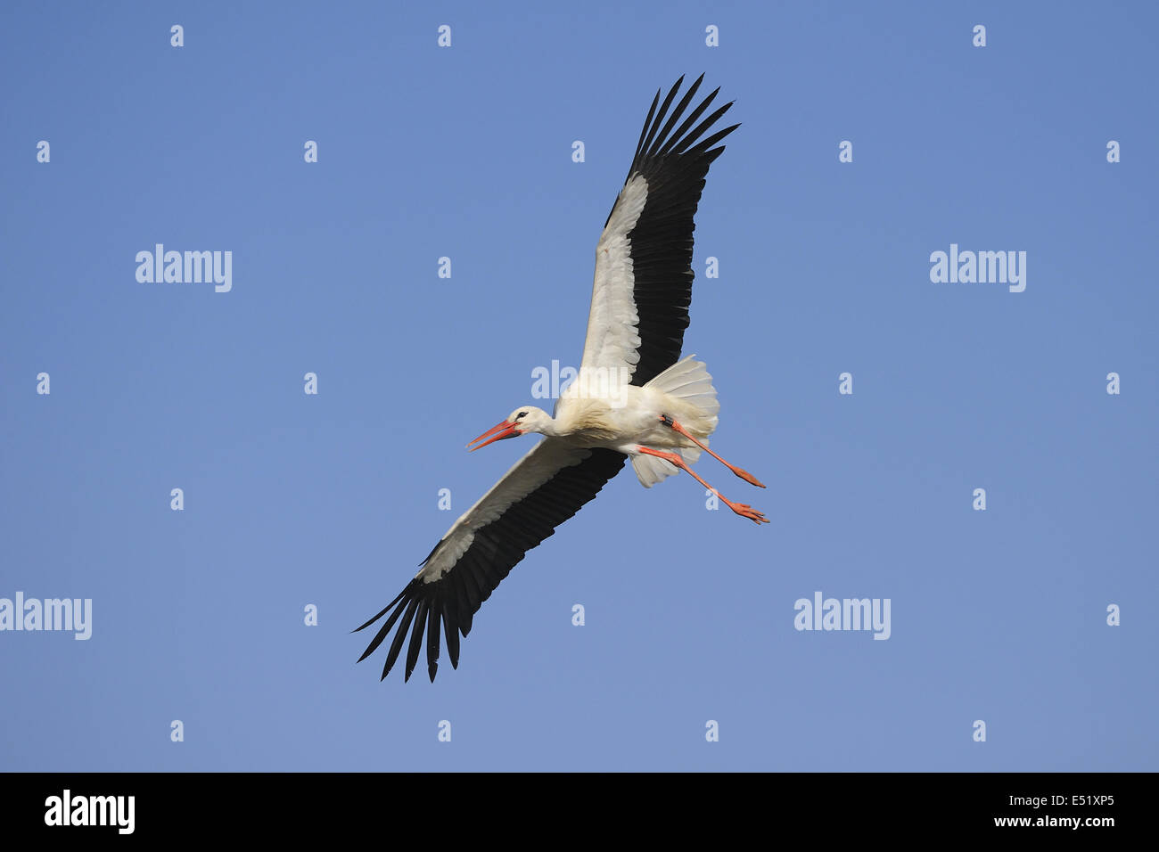 White stork, Germany Stock Photo - Alamy