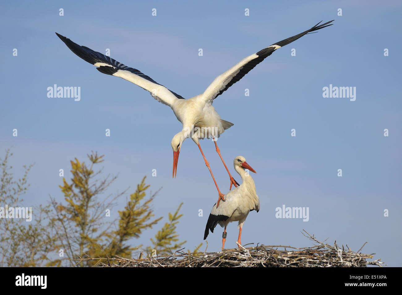White storks, Germany Stock Photo - Alamy