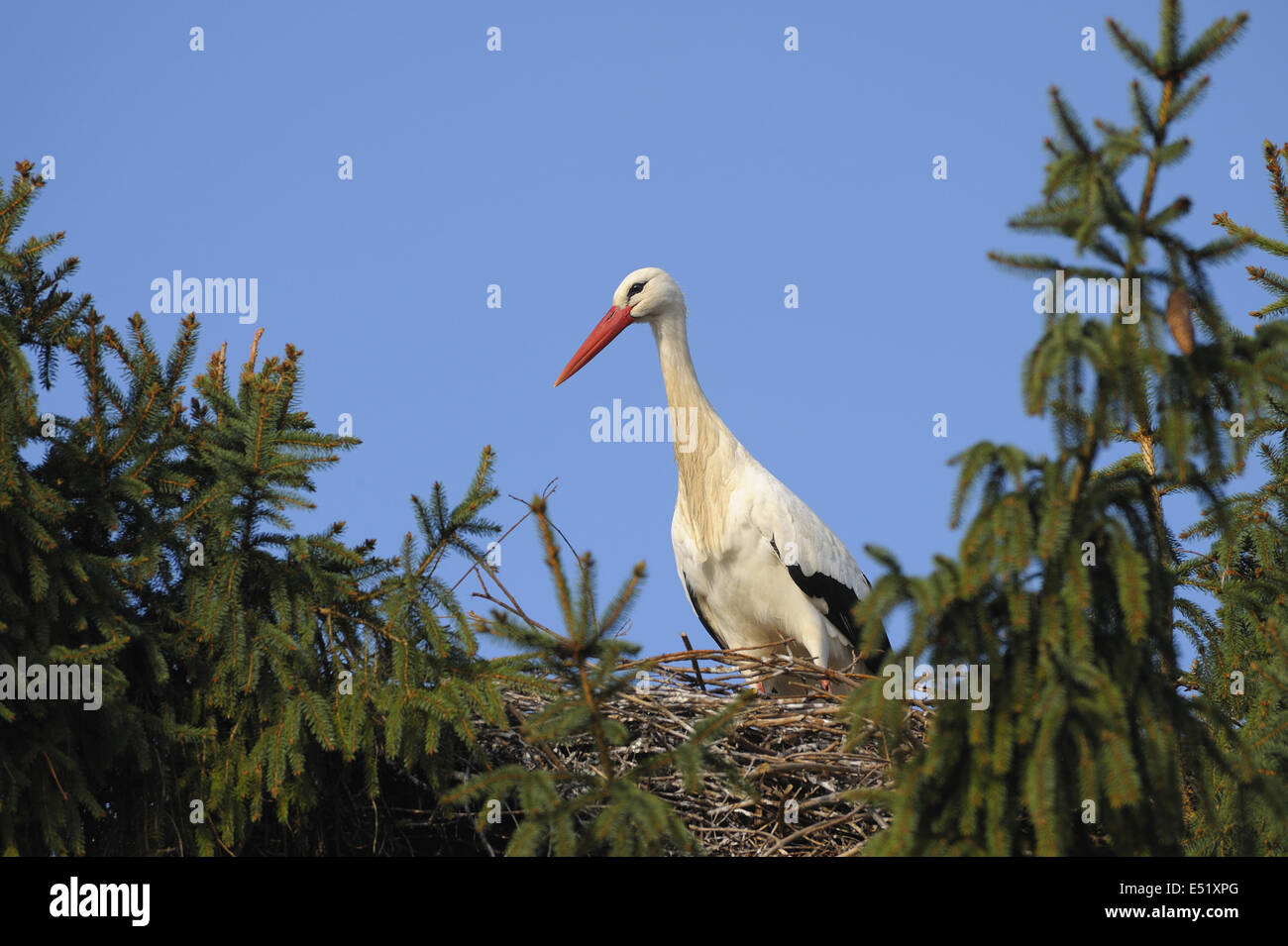 White stork, Germany Stock Photo - Alamy
