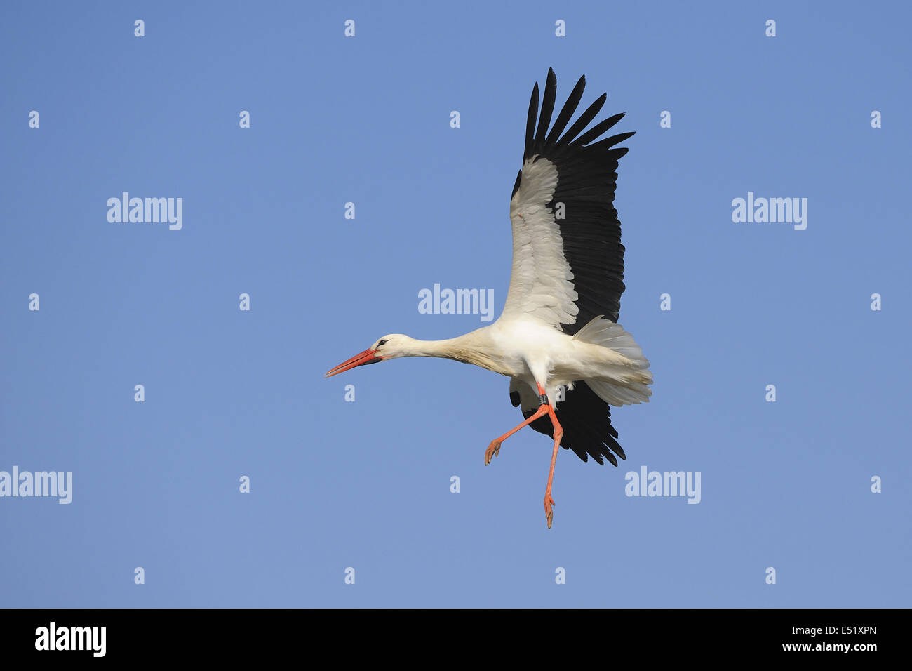 White stork, Germany Stock Photo - Alamy