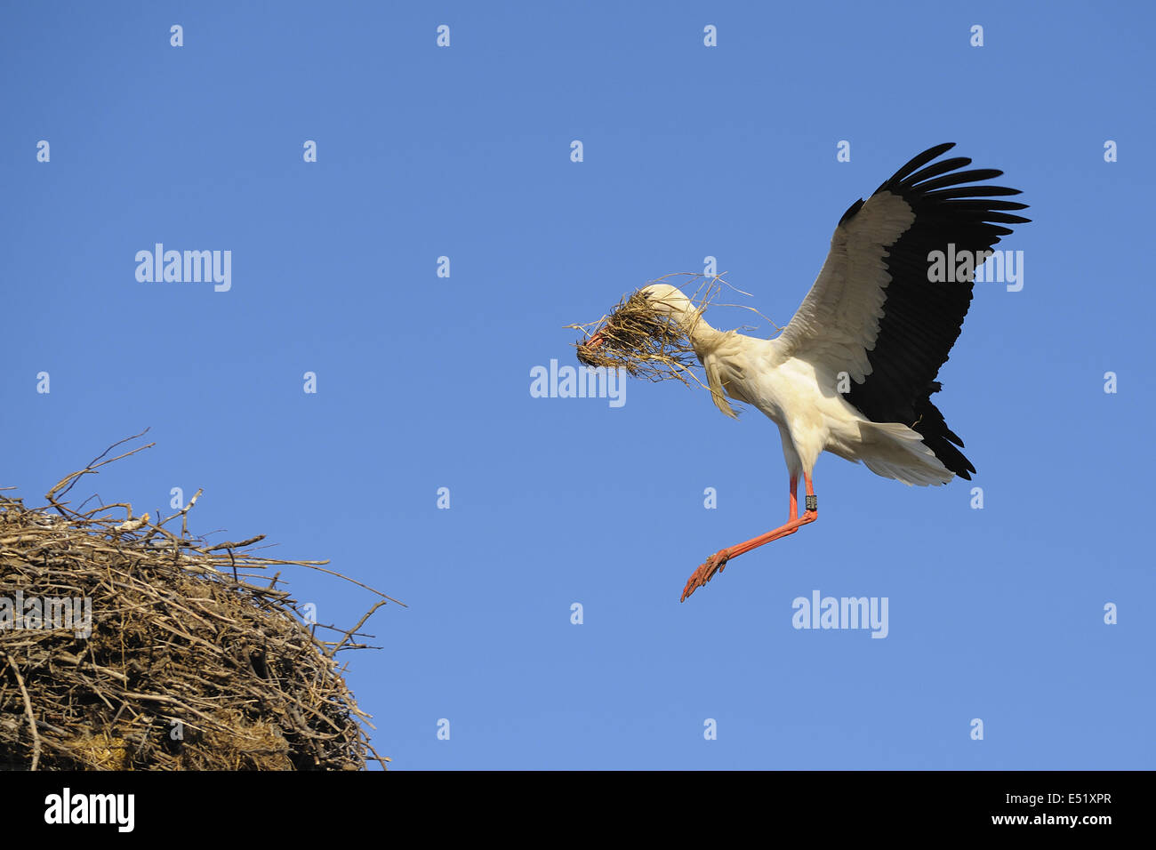 White stork, Germany Stock Photo - Alamy