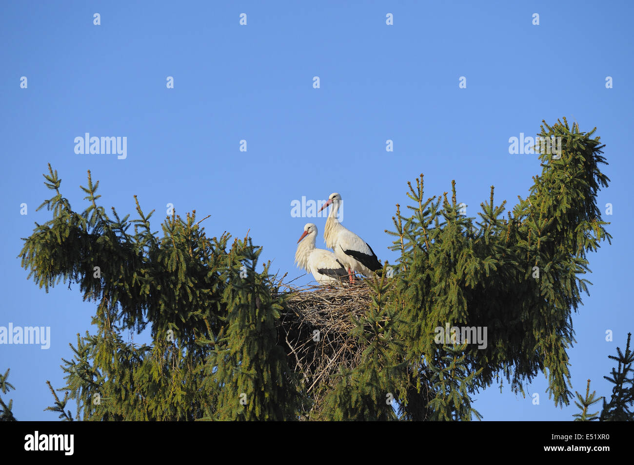 White storks, Germany Stock Photo - Alamy