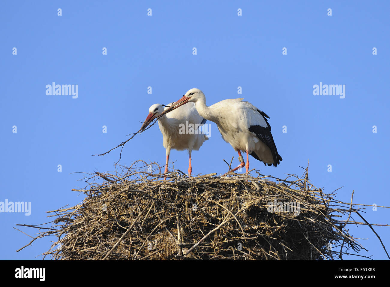 White storks, Germany Stock Photo - Alamy