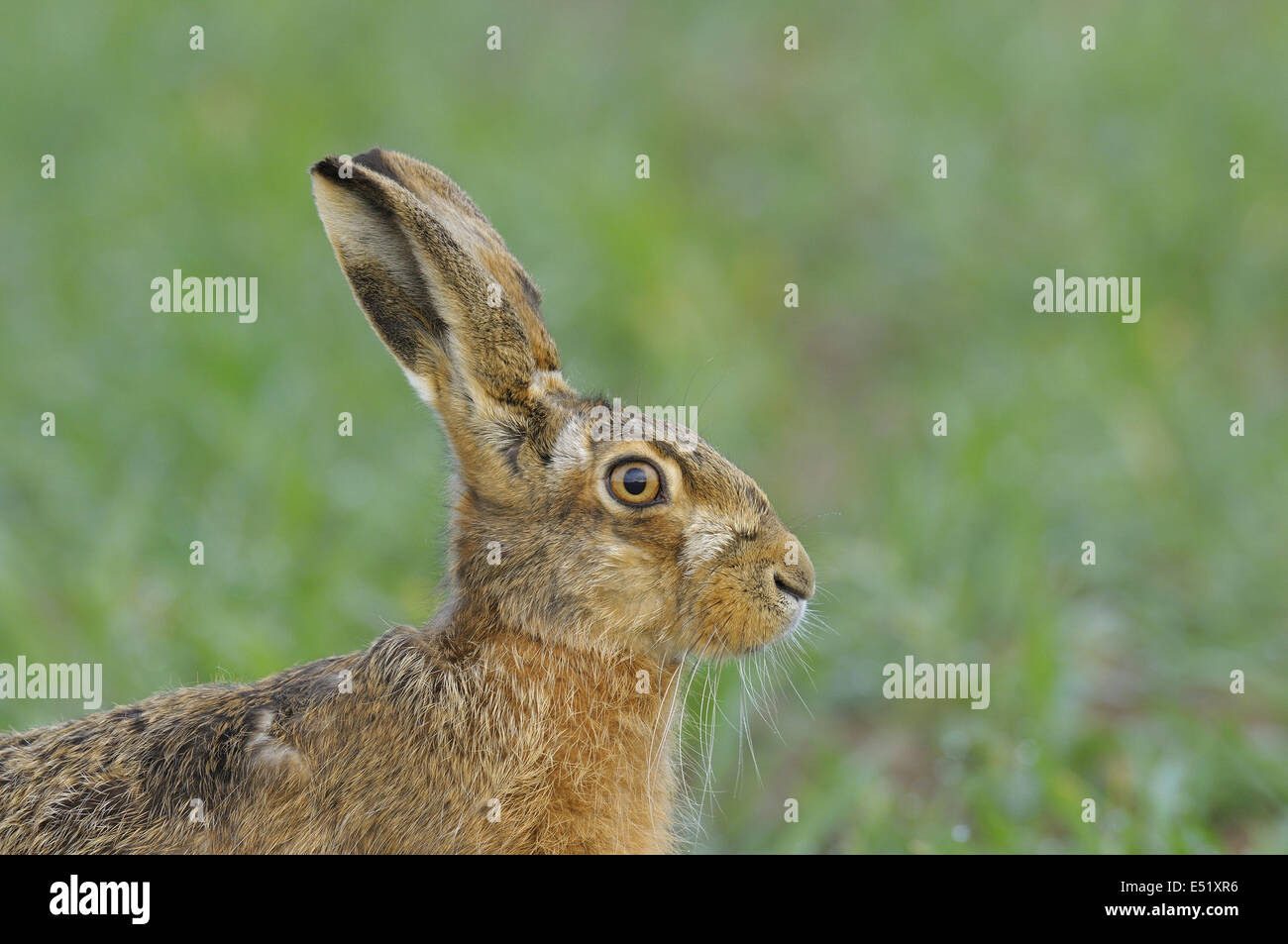 Hare fauna hi-res stock photography and images - Alamy