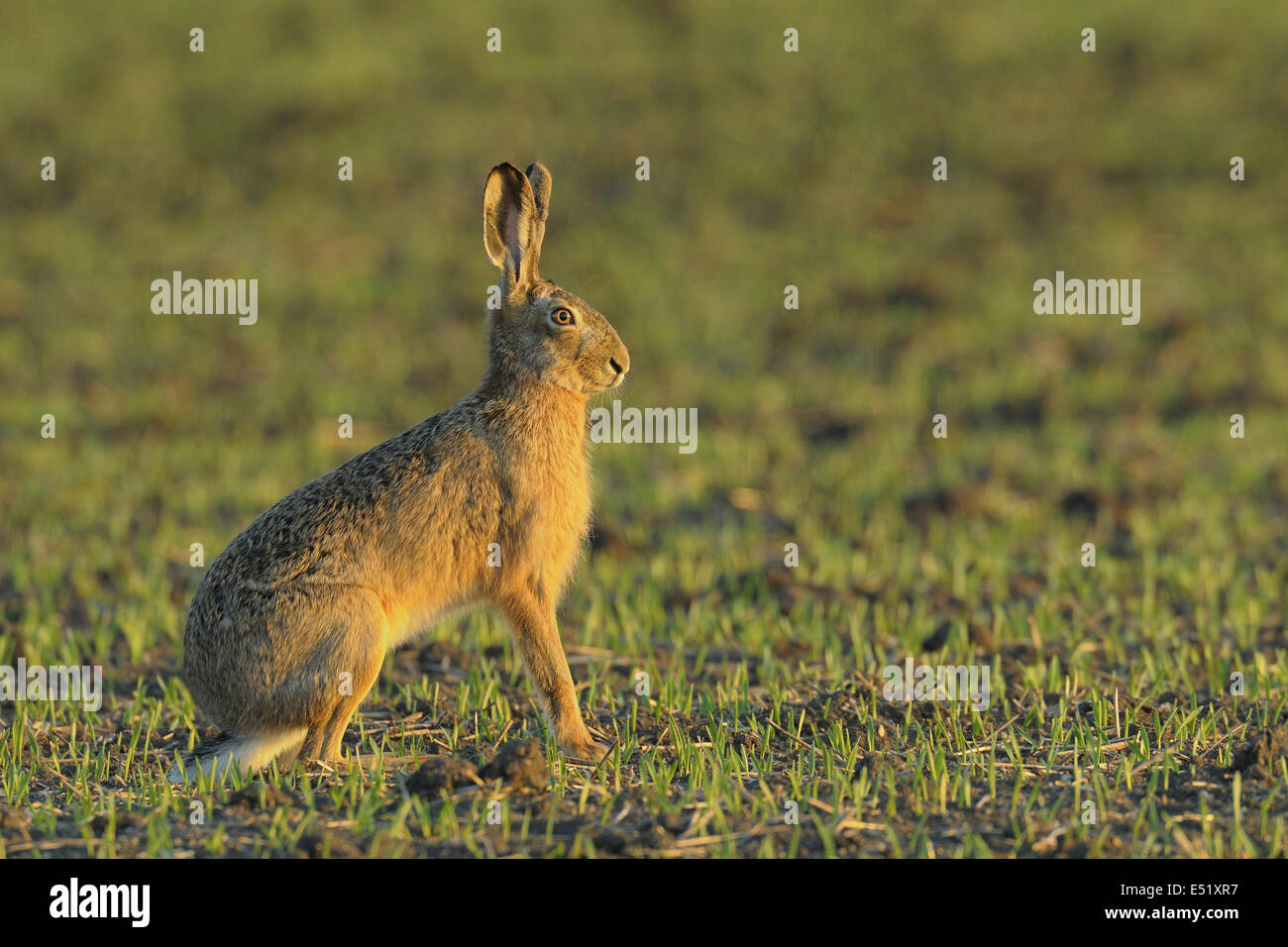 European brown hare, Germany Stock Photo - Alamy