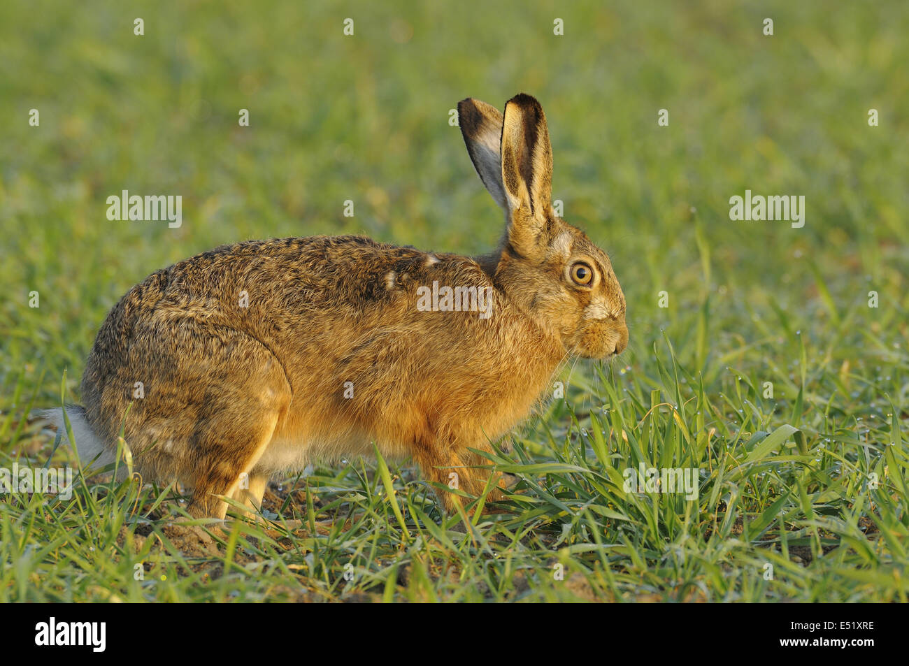Europaischer hase hi-res stock photography and images - Alamy