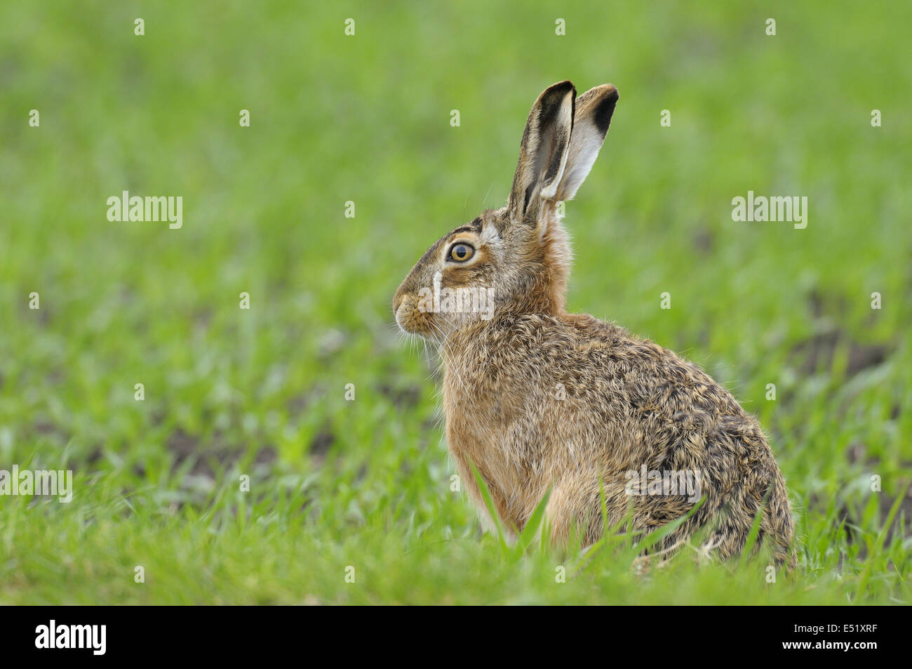 European brown hare, Germany Stock Photo - Alamy