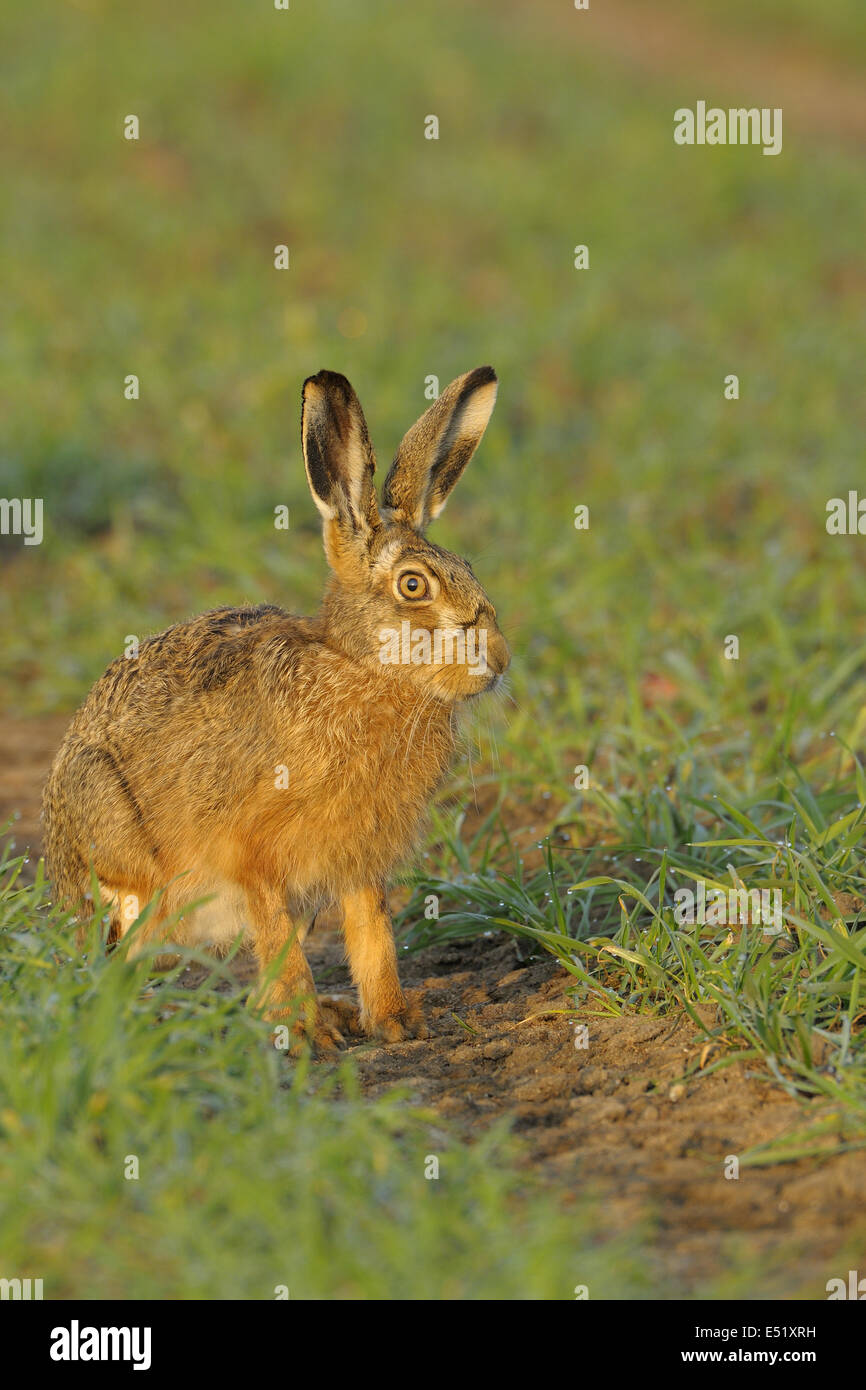 European brown hare, Germany Stock Photo - Alamy