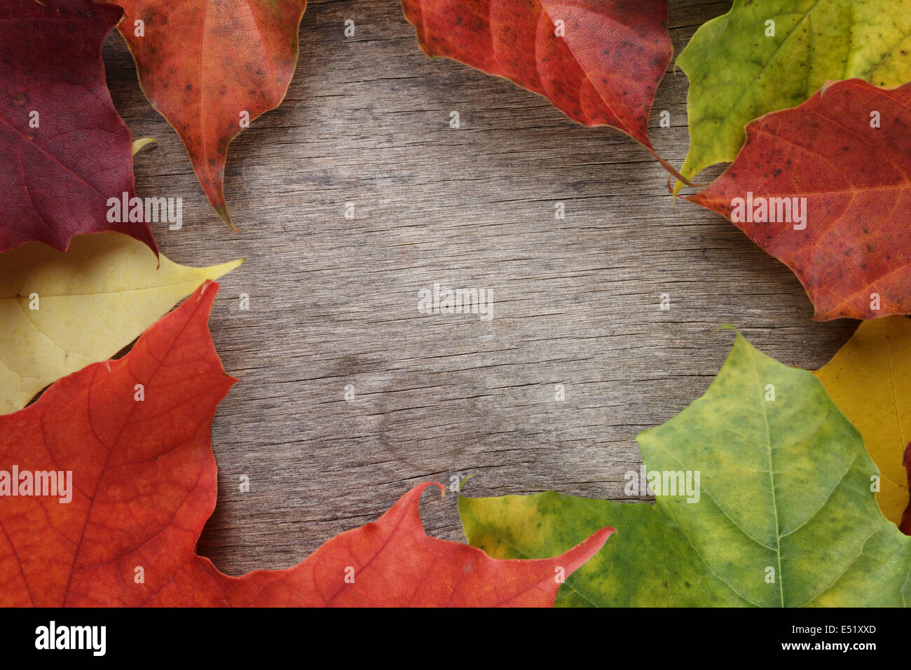 autumn maple leaves on wood table, fall season background Stock Photo ...