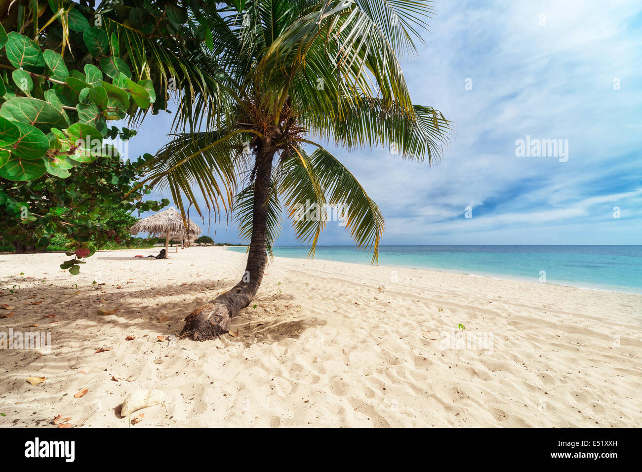 palm tree on a beach Stock Photo - Alamy
