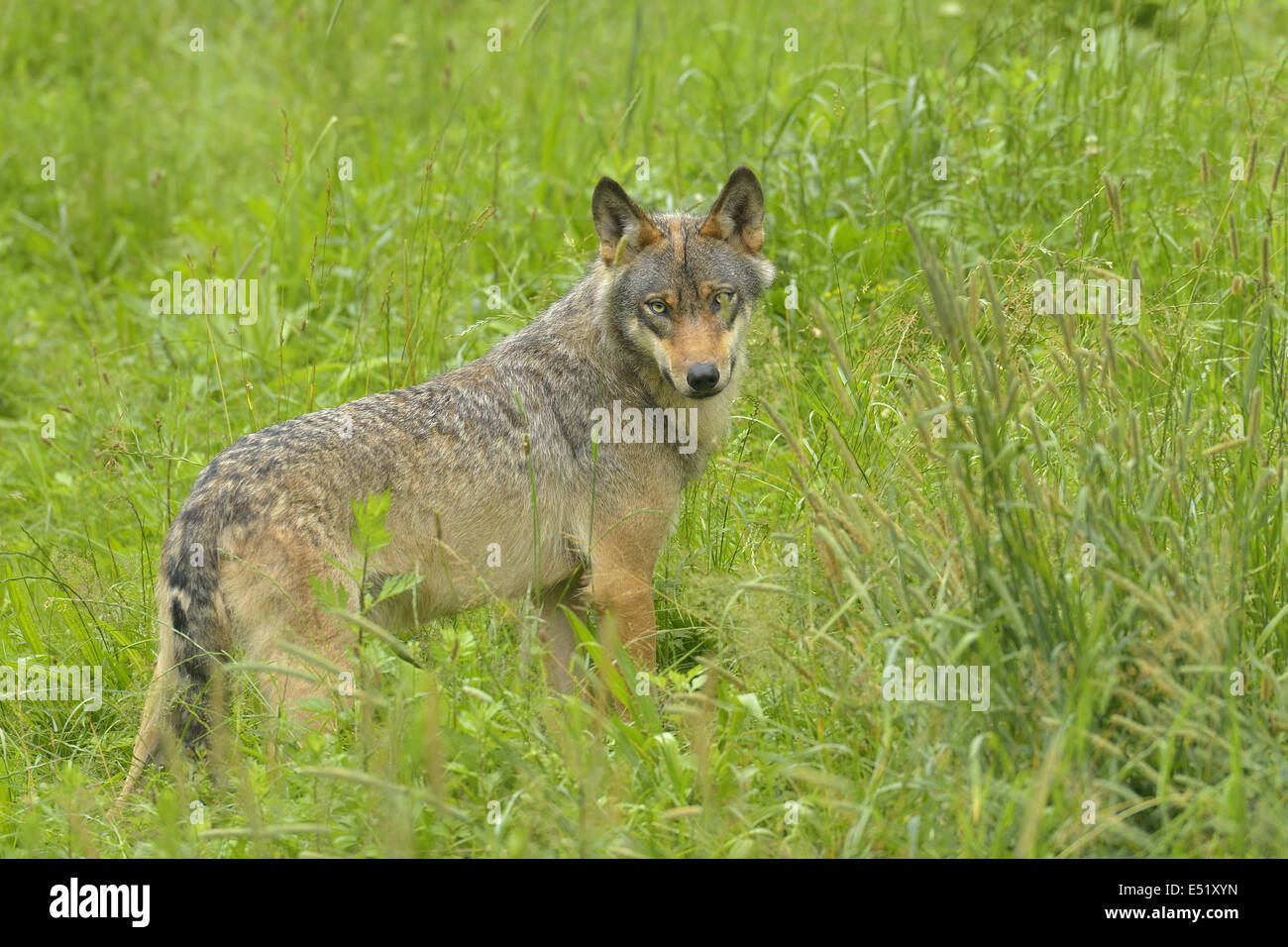 European Wolf, Canis lupus Stock Photo - Alamy