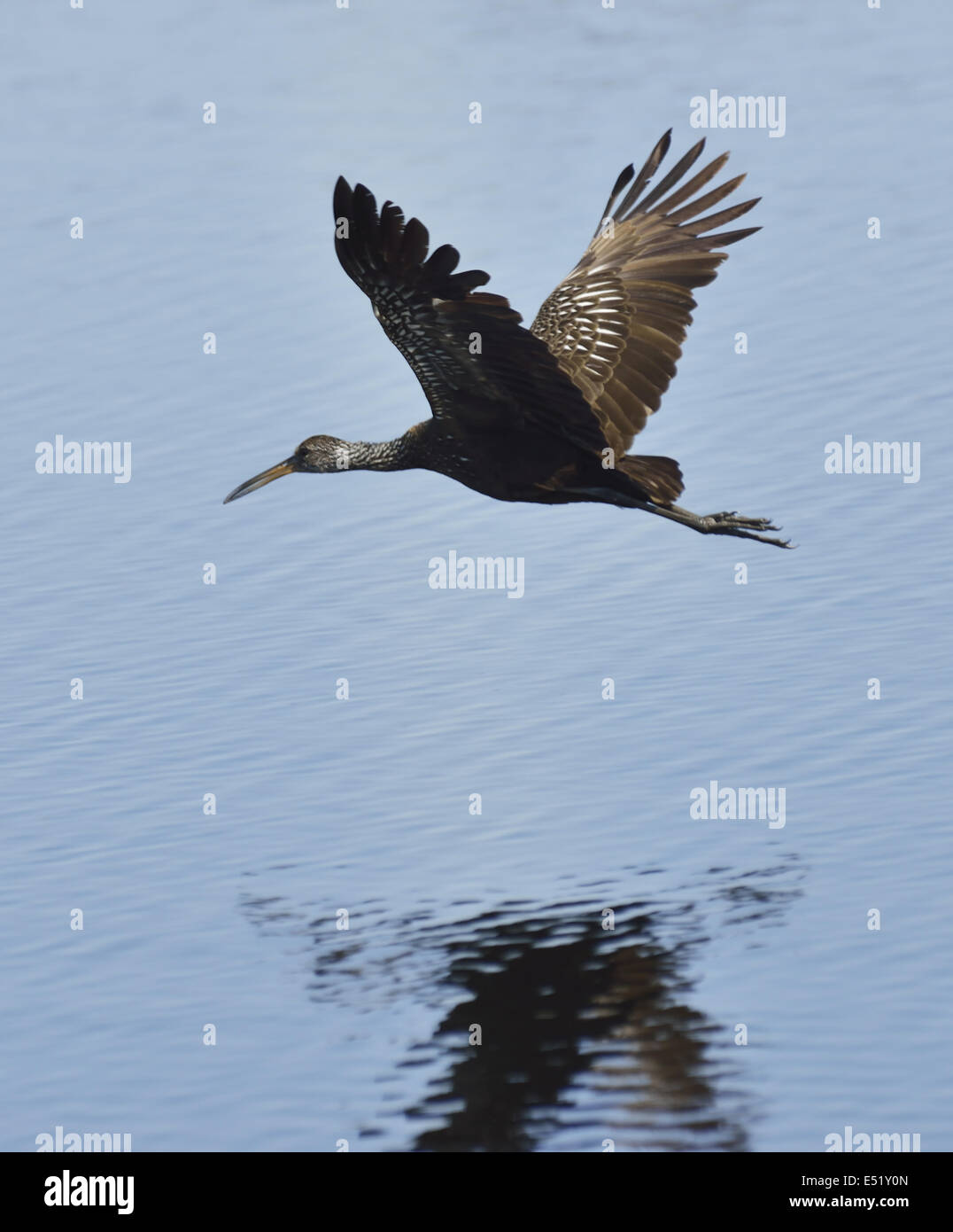 Limpkin bird hi-res stock photography and images - Alamy