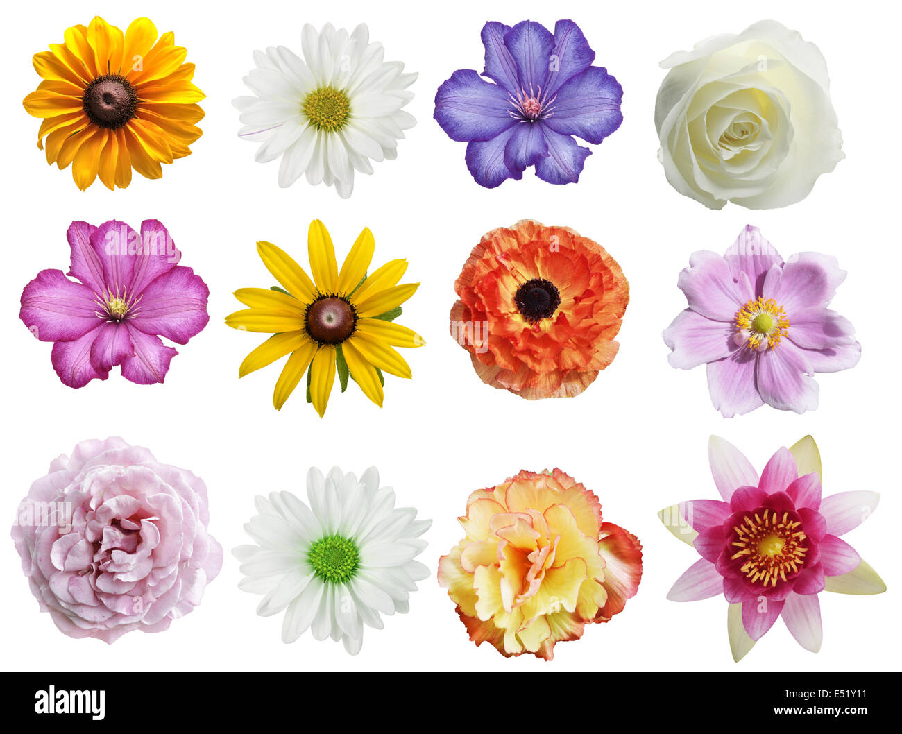 Collection of petals hi-res stock photography and images - Alamy