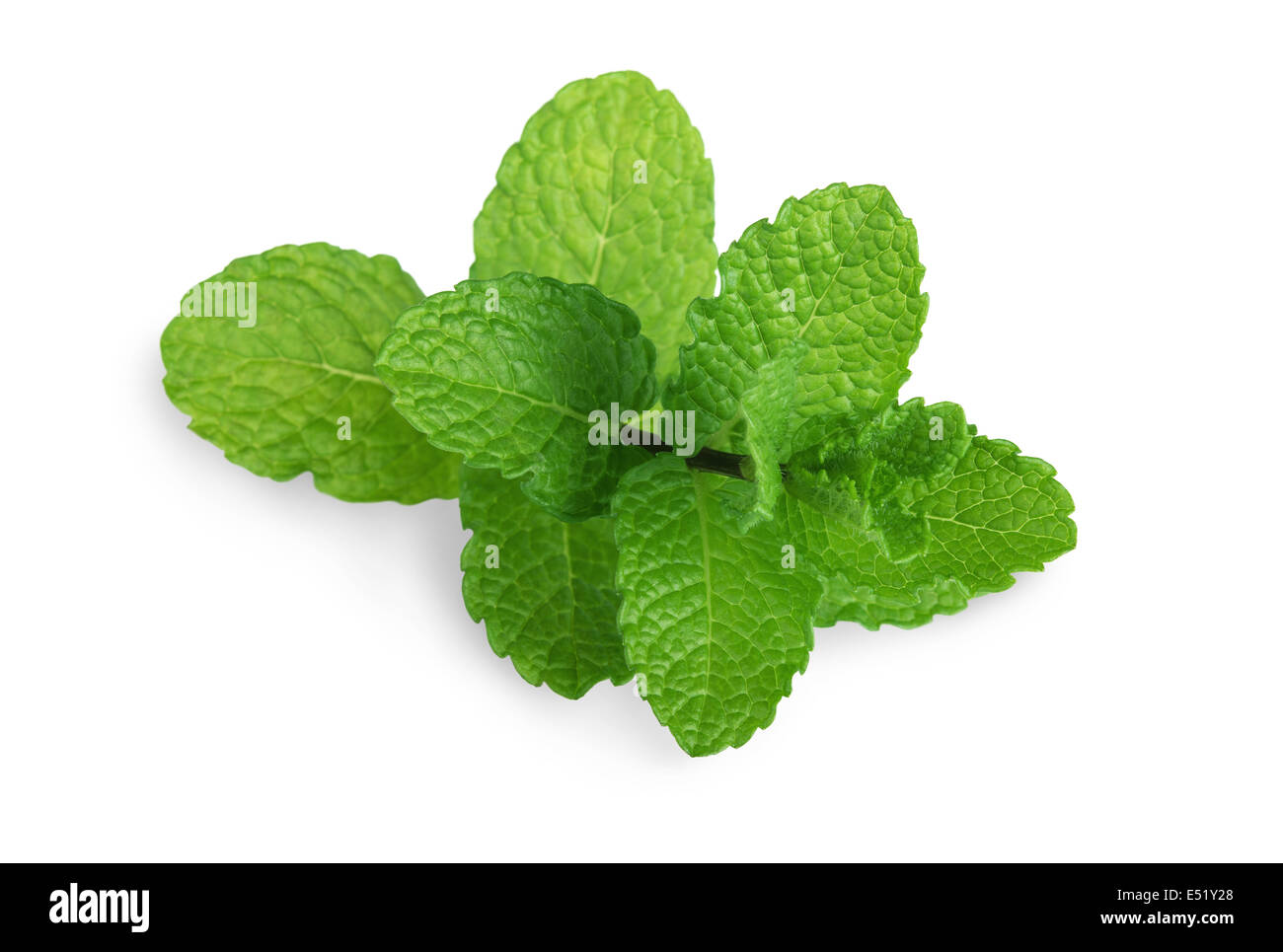 Gardening fresh mint hi-res stock photography and images - Alamy